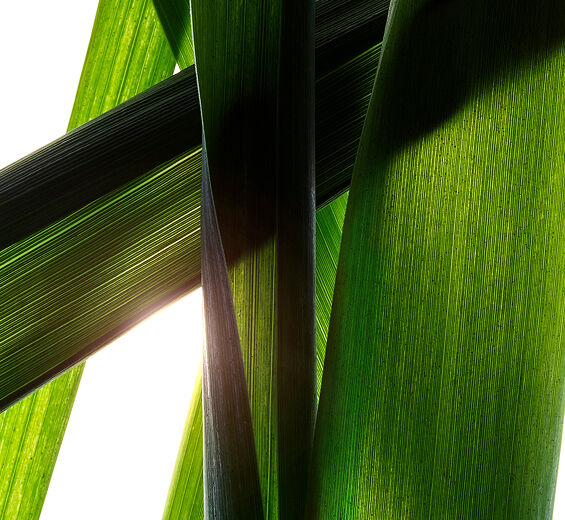 Giant Provençal reed